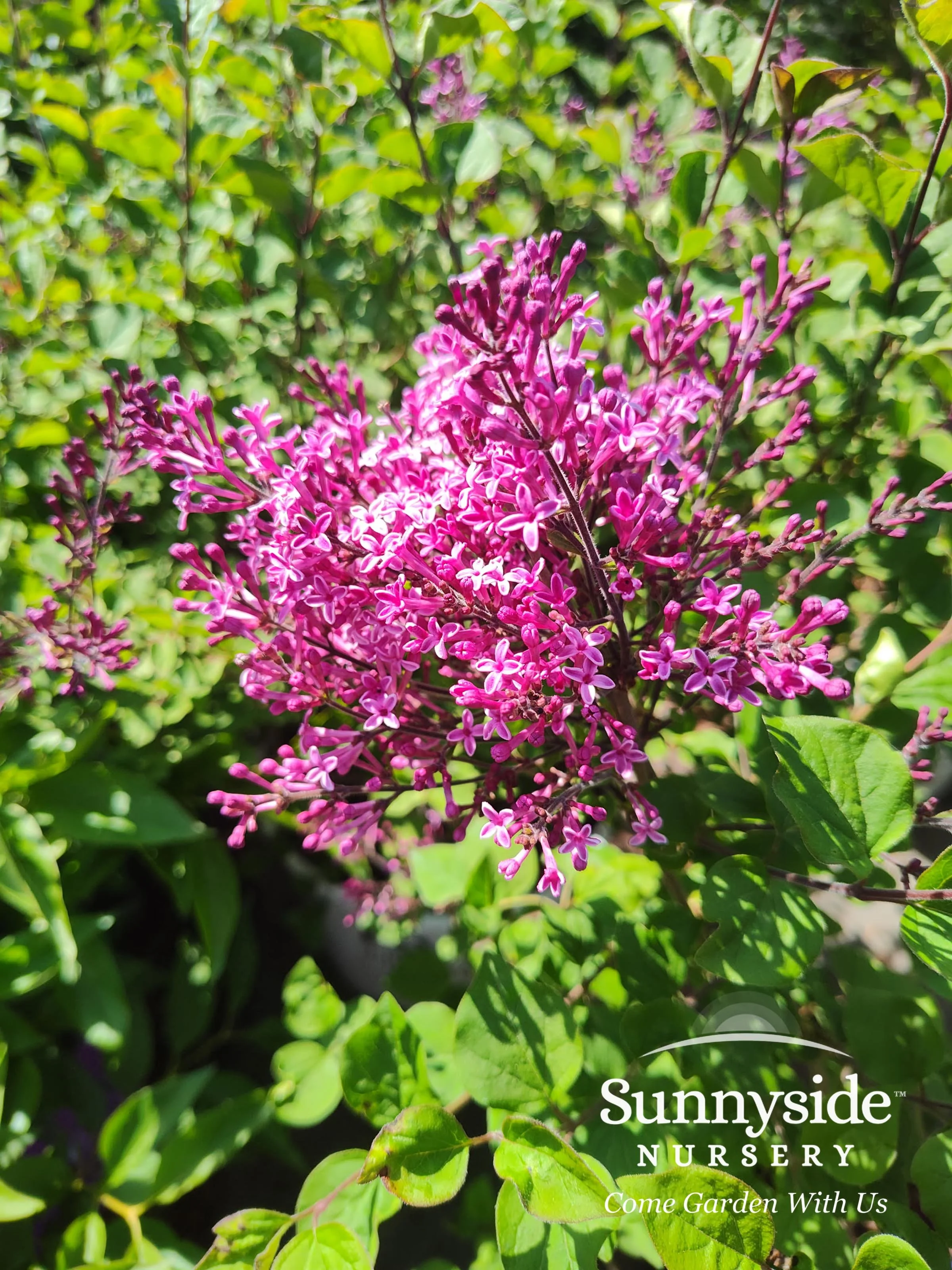 The Nostalgia of Lilacs — Sunnyside Nursery