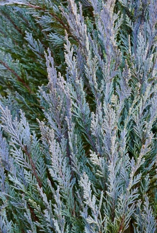 Juniperus — Sunnyside Nursery