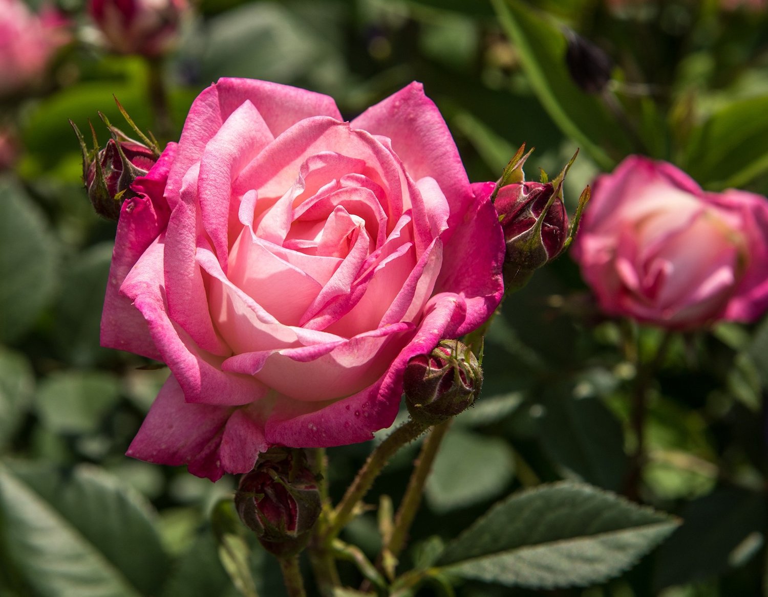 Shrub Roses — Sunnyside Nursery