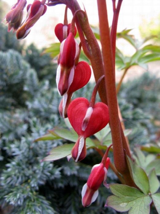 Introducing 'Ruby Gold' Bleeding Heart — Sunnyside Nursery