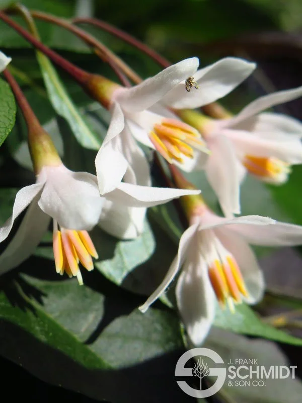 Japanese Snowbell Trees — Sunnyside Nursery
