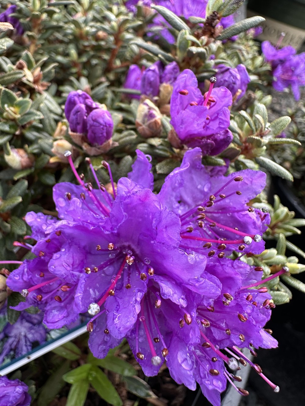 Blue & Purple Rhododendrons — Sunnyside Nursery