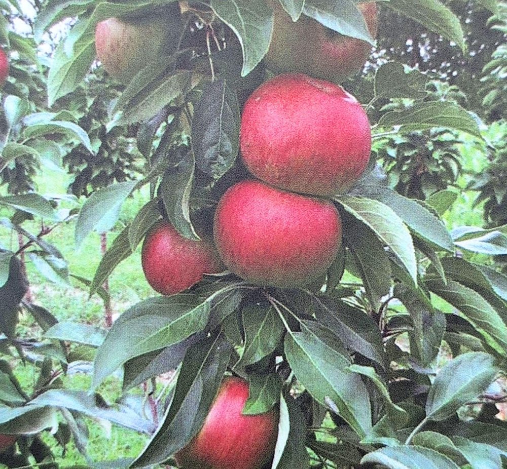 Apple Trees — Sunnyside Nursery