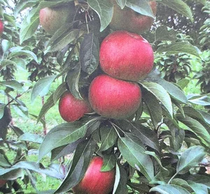 Apple Trees — Sunnyside Nursery