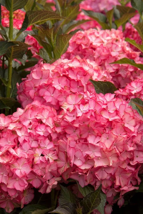 Seaside Serenade Hydrangeas — Sunnyside Nursery