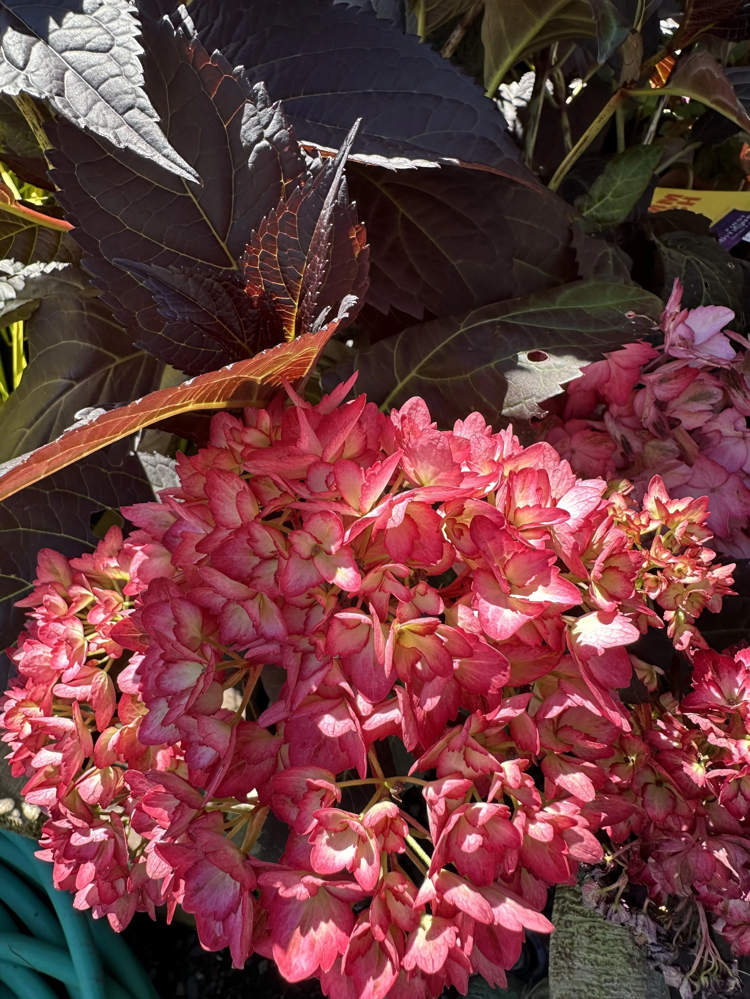Seaside Serenade Hydrangeas — Sunnyside Nursery