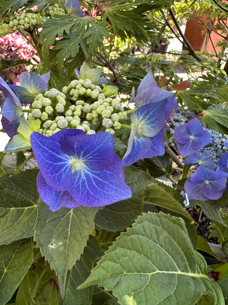 Shade Hydrangeas — Sunnyside Nursery