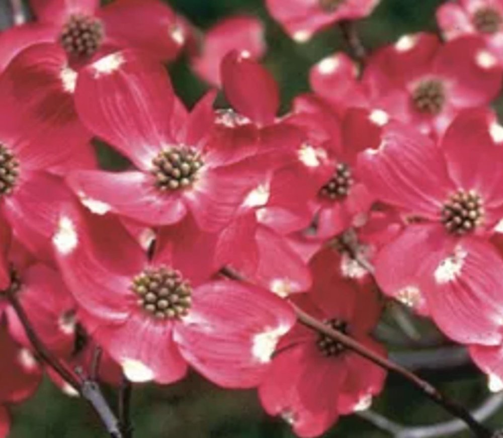 Dogwood Trees — Sunnyside Nursery