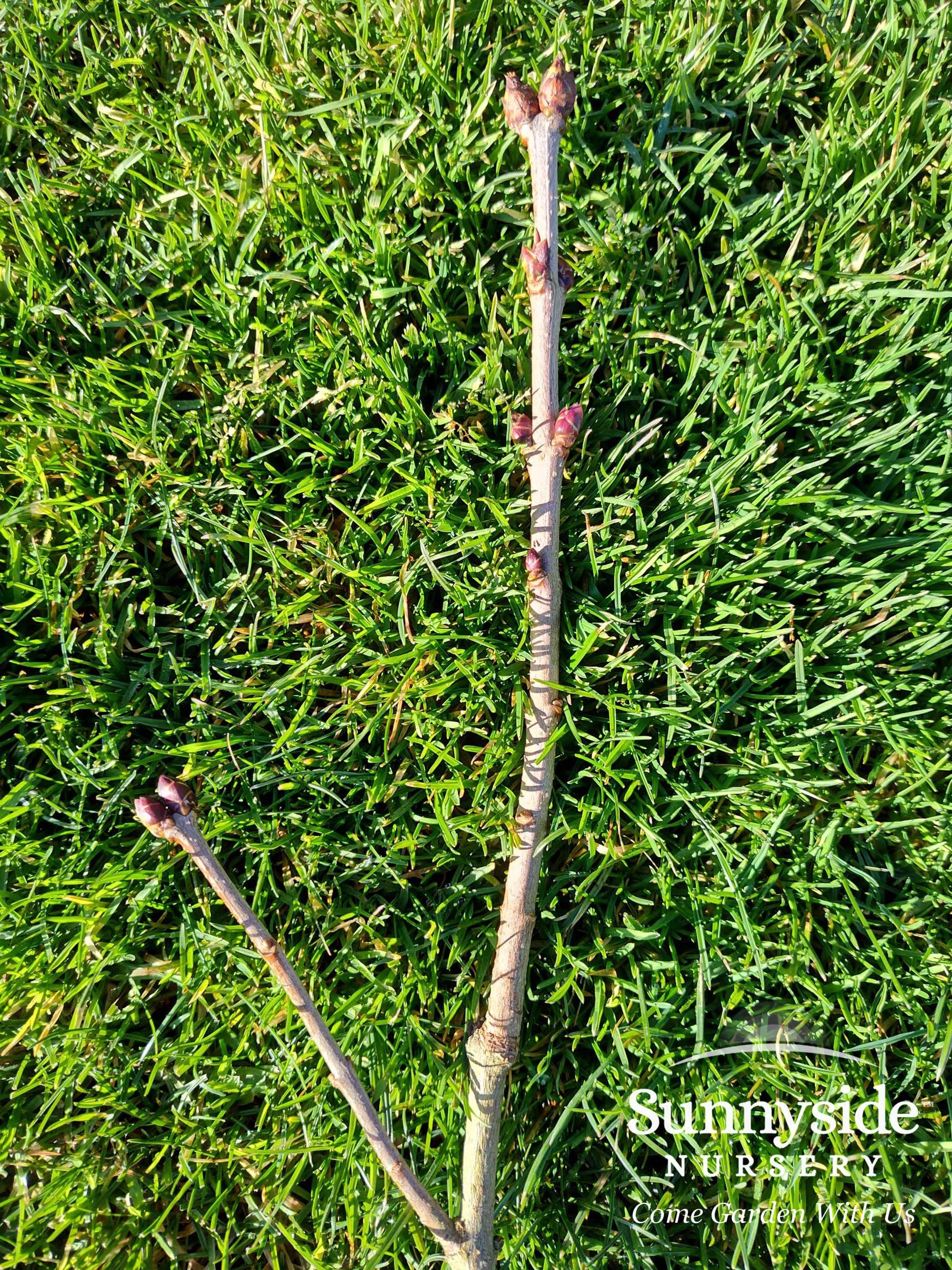 The Good, the Bad and the Ugly – Proper Pruning in Winter Part Three ...