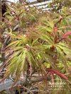 Specialty Japanese Maples — Sunnyside Nursery