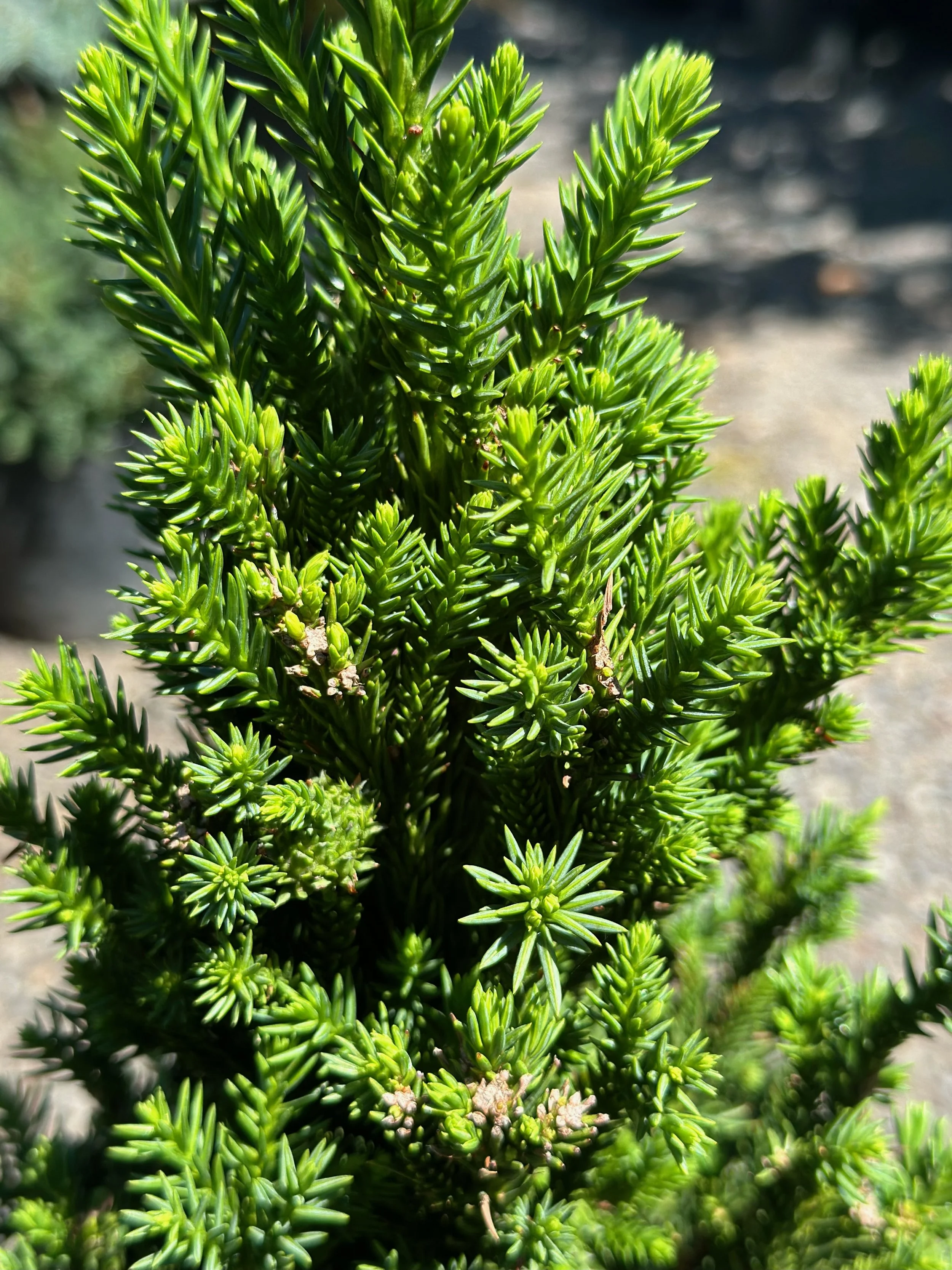 Cryptomeria — Sunnyside Nursery