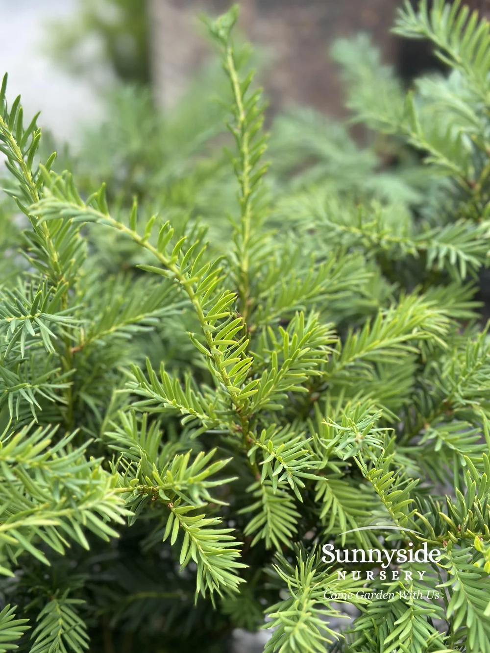 Taxus — Sunnyside Nursery