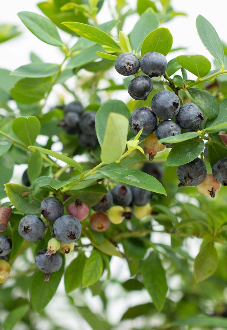 It's Time To Plant Blueberries — Sunnyside Nursery