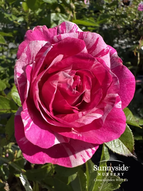 Climbing Roses — Sunnyside Nursery