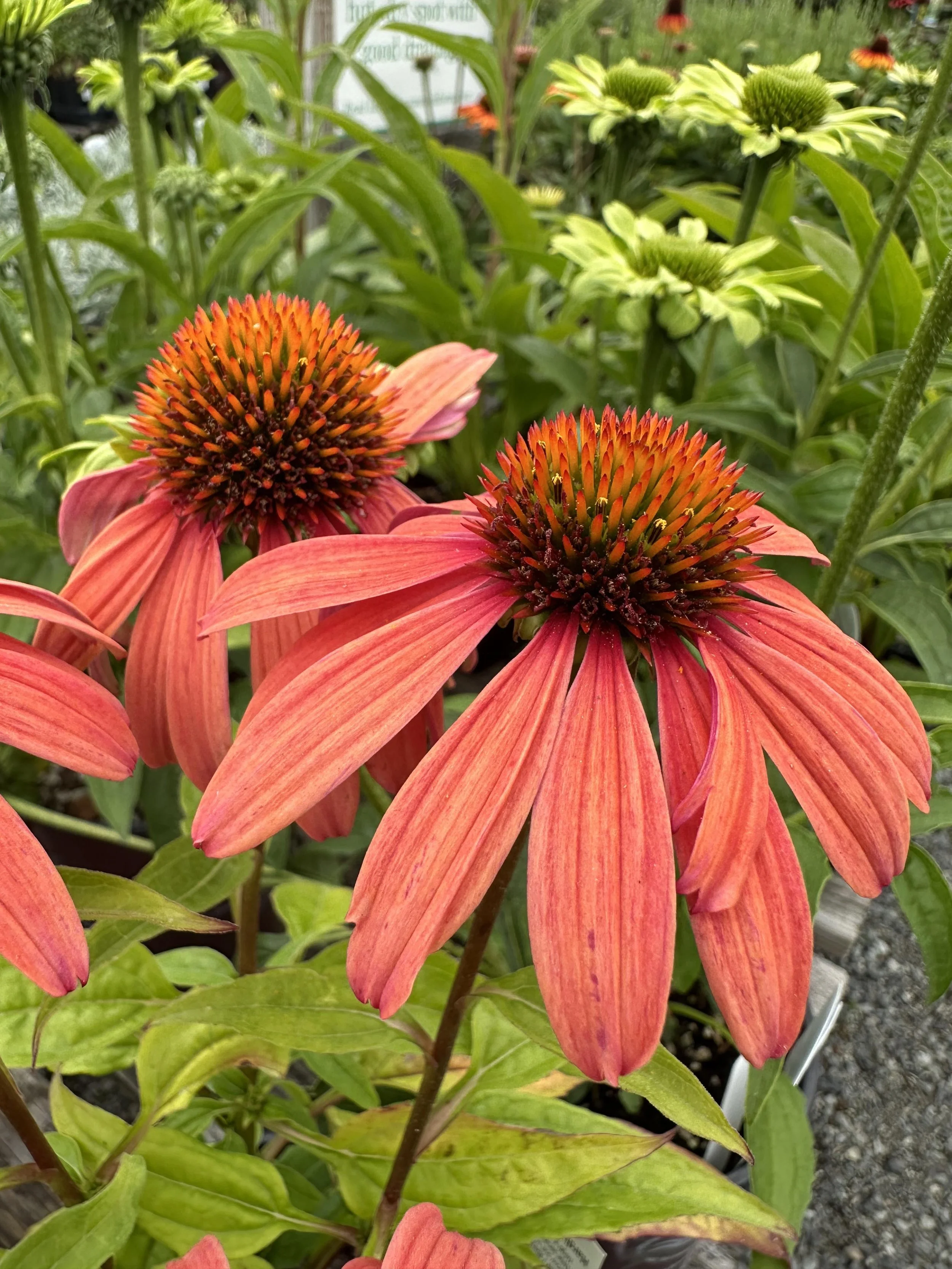 Captivating Coneflowers — Sunnyside Nursery