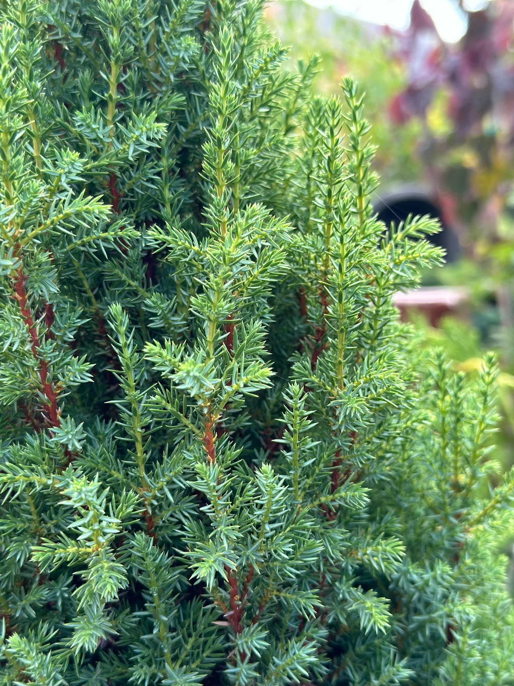 Juniperus — Sunnyside Nursery