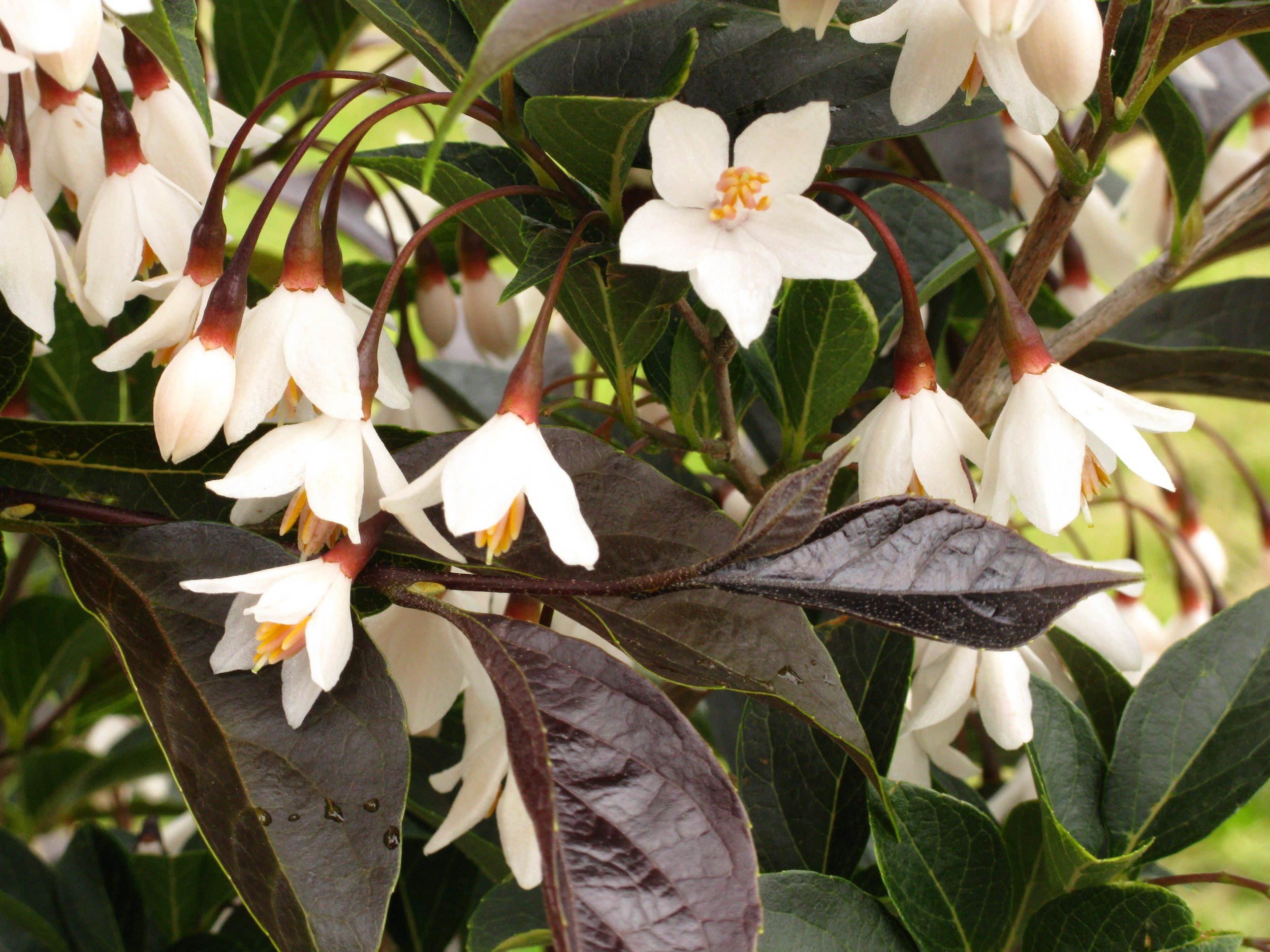 Japanese Snowbell Trees — Sunnyside Nursery