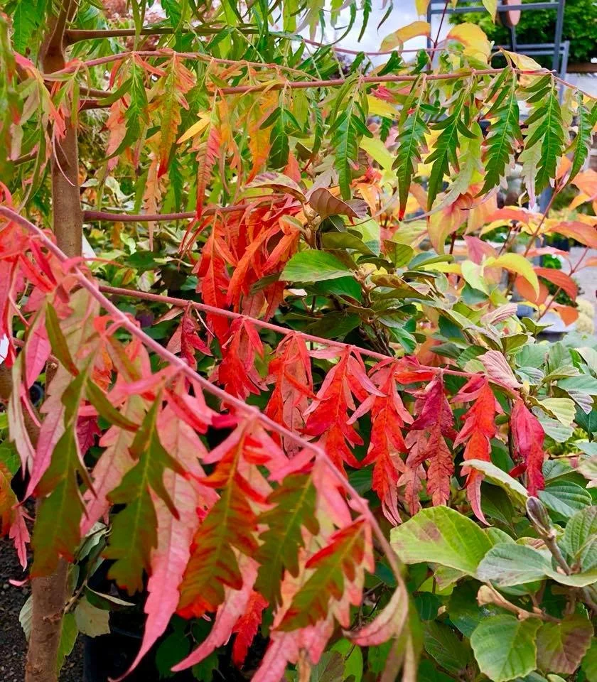 Staghorn Sumac Fall Color at Dustin Richards blog