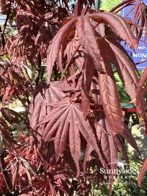 Japanese Maples Under 10 Feet N-Z — Sunnyside Nursery