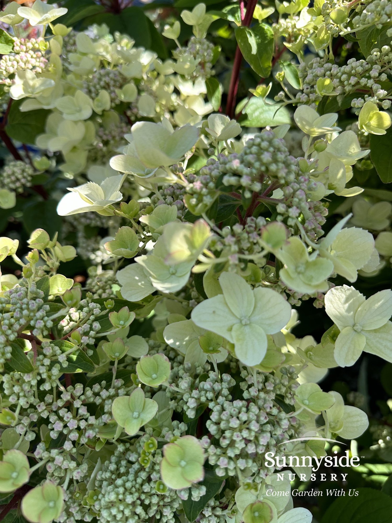PeeGee Hydrangeas — Sunnyside Nursery