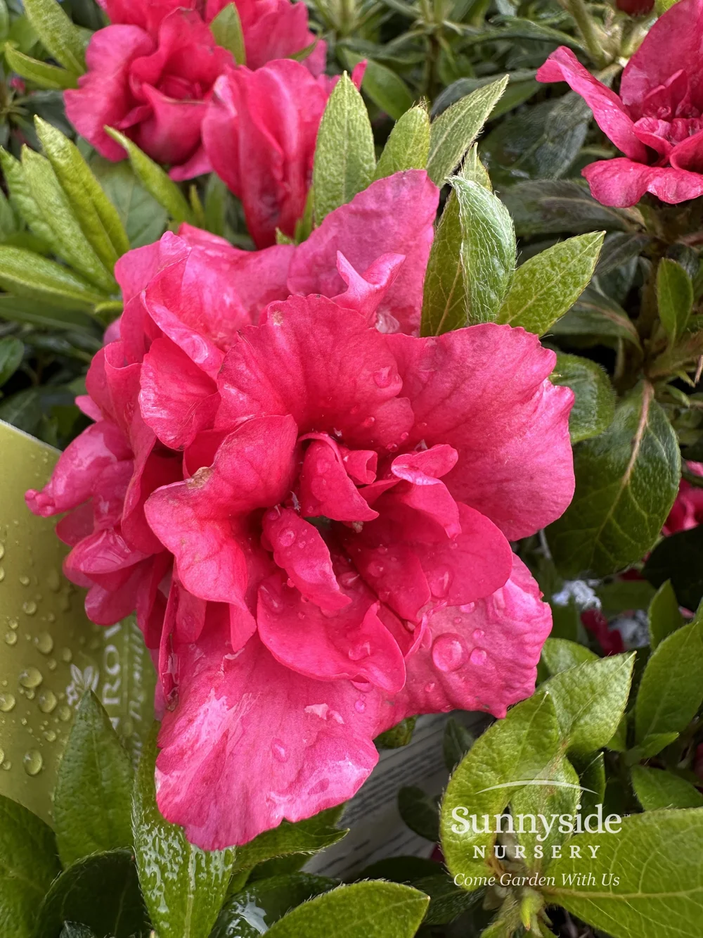 Pink Evergreen Azaleas — Sunnyside Nursery