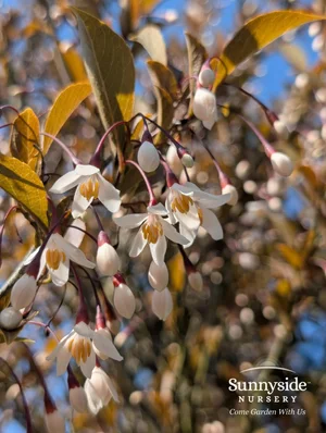 Japanese Snowbell Trees — Sunnyside Nursery