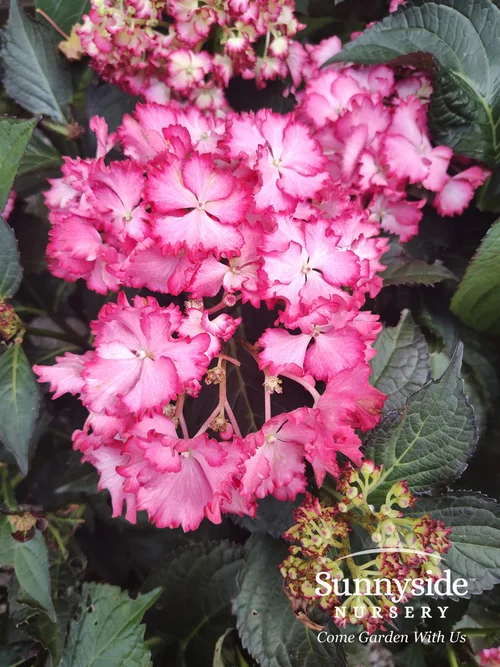 Inspiring Big-Leaved Hydrangeas — Sunnyside Nursery