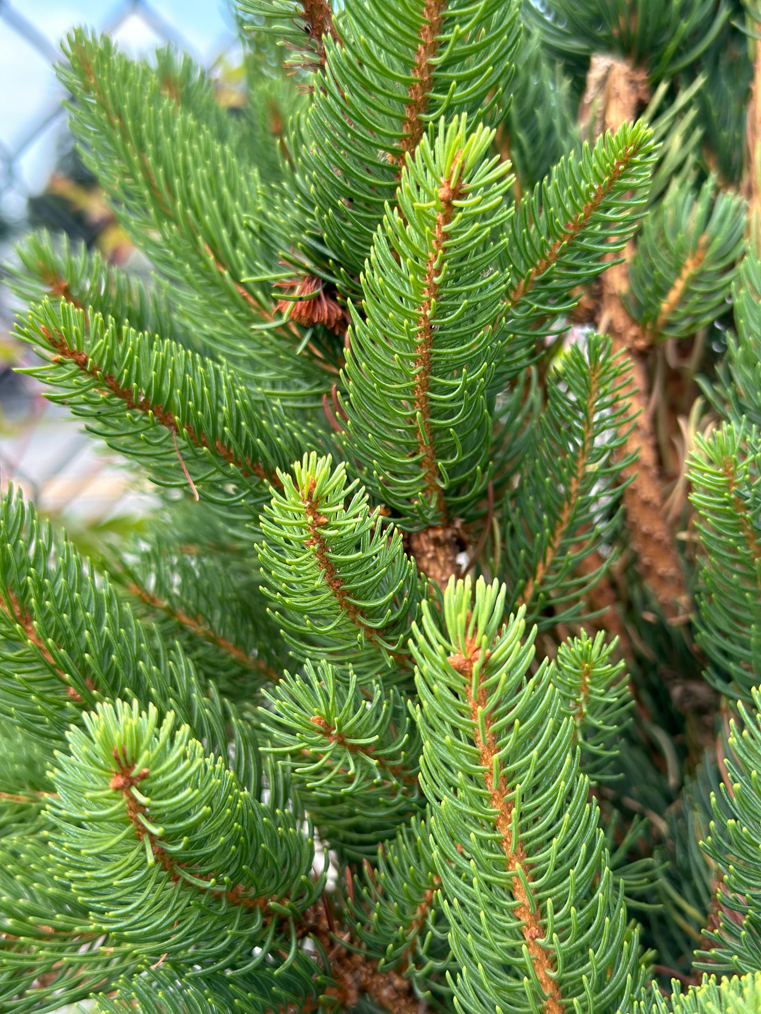 Picea — Sunnyside Nursery