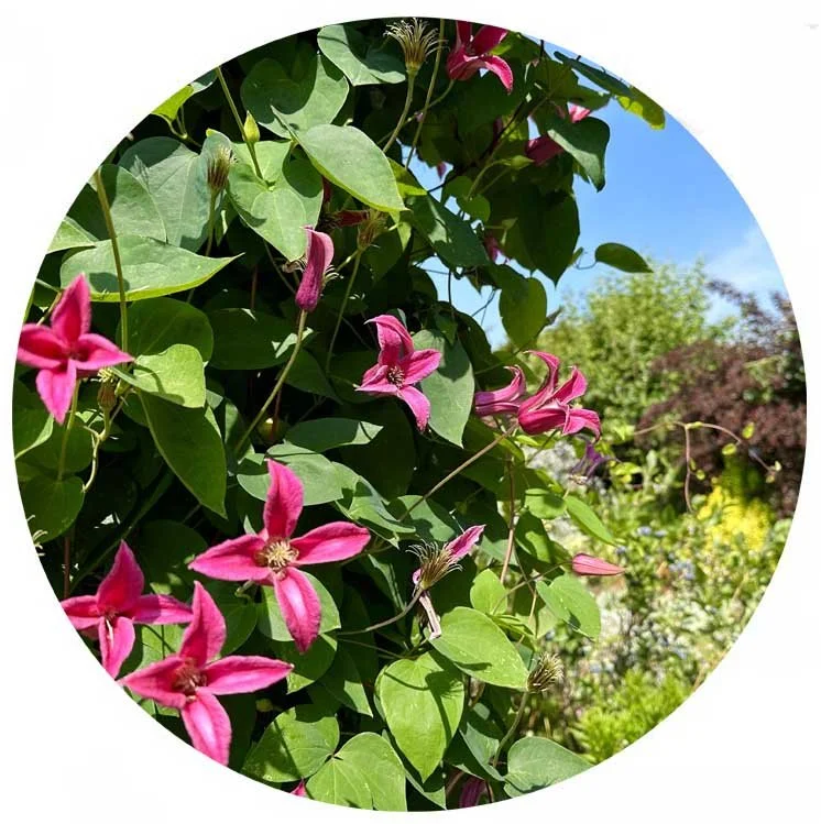 Free Classes — Sunnyside Nursery