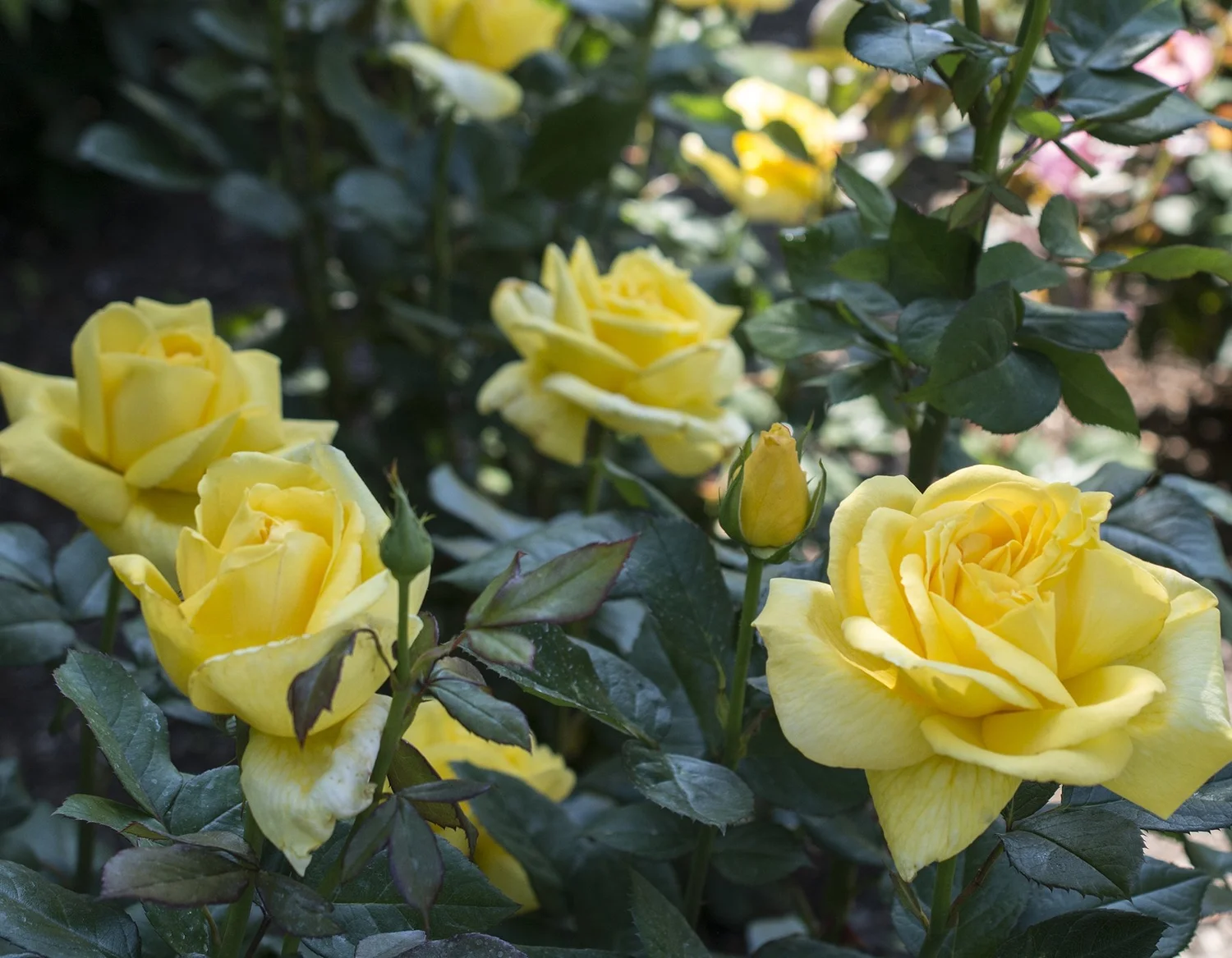 Hybrid Tea Roses — Sunnyside Nursery