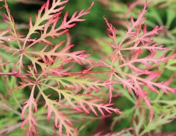 Lace-Leaf Japanese Maples — Sunnyside Nursery