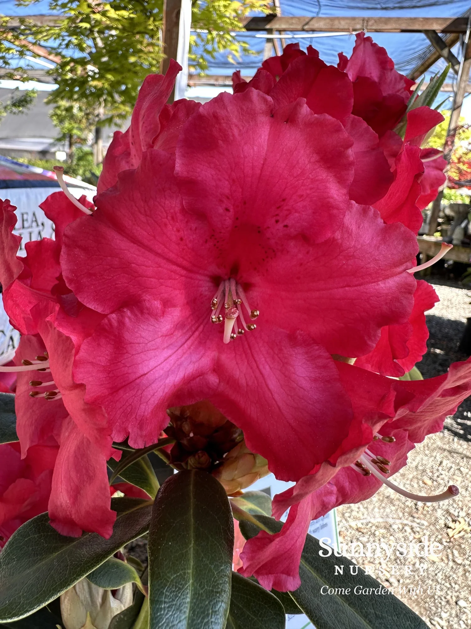 Red Rhododendrons — Sunnyside Nursery