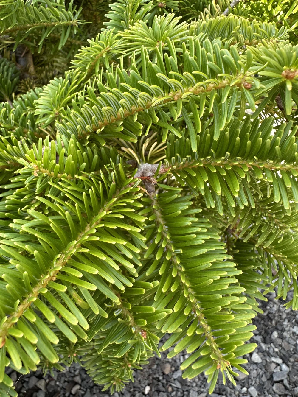 Abies — Sunnyside Nursery