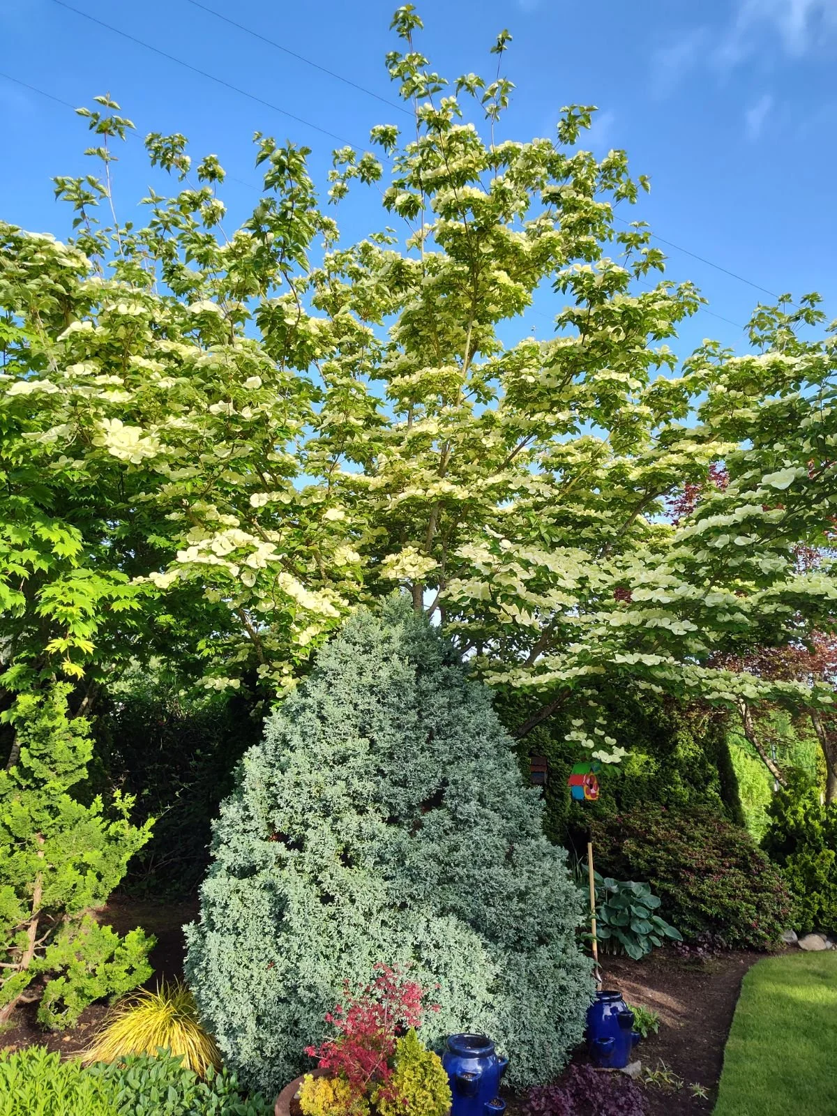 Dazzling Dogwoods — Sunnyside Nursery