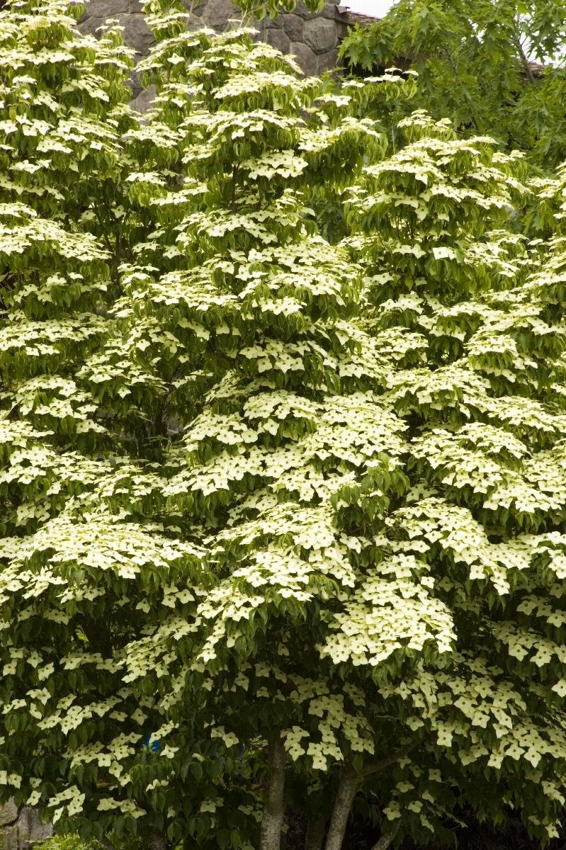 Dogwood Trees — Sunnyside Nursery