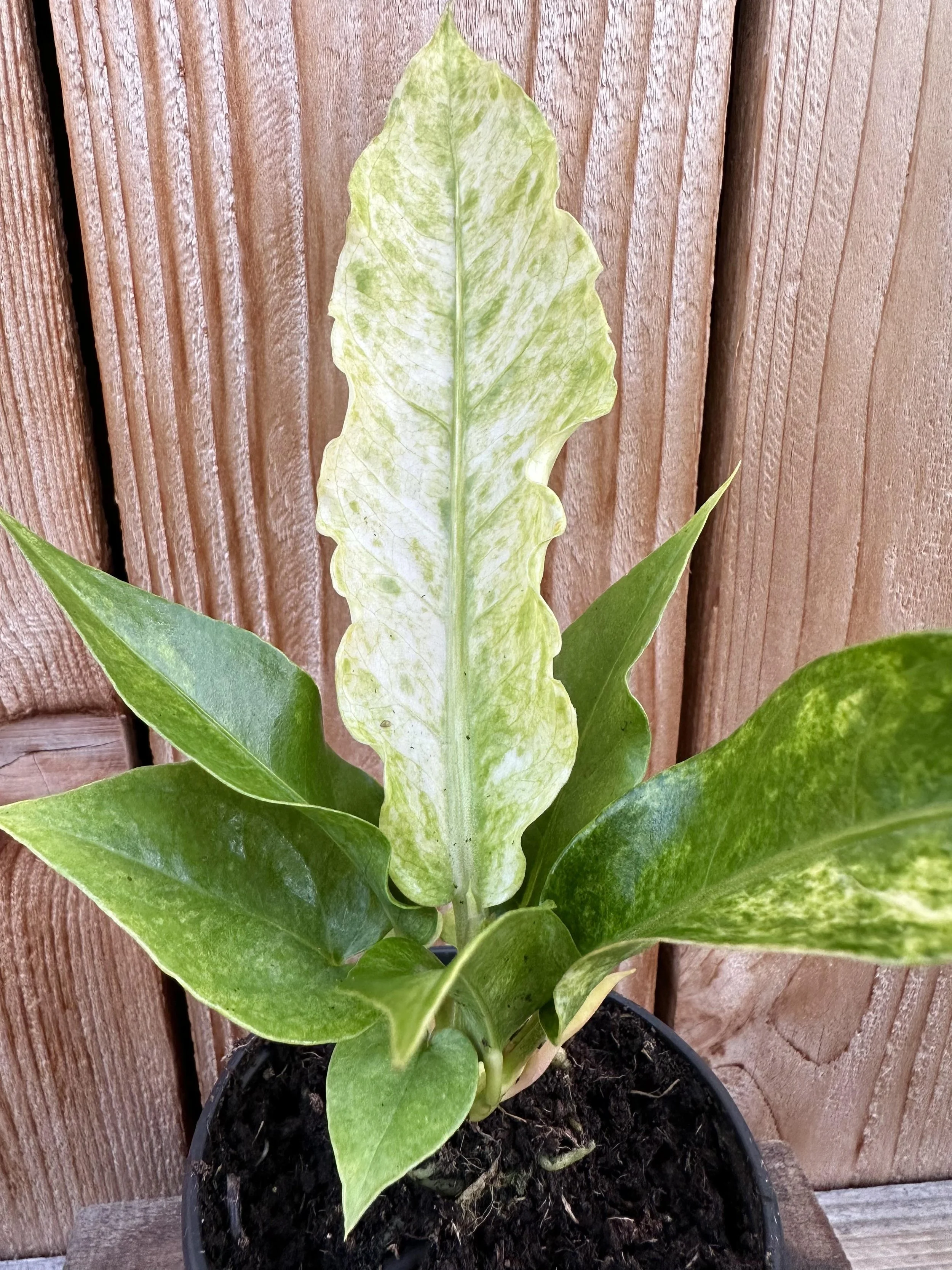 Collector Houseplants — Sunnyside Nursery