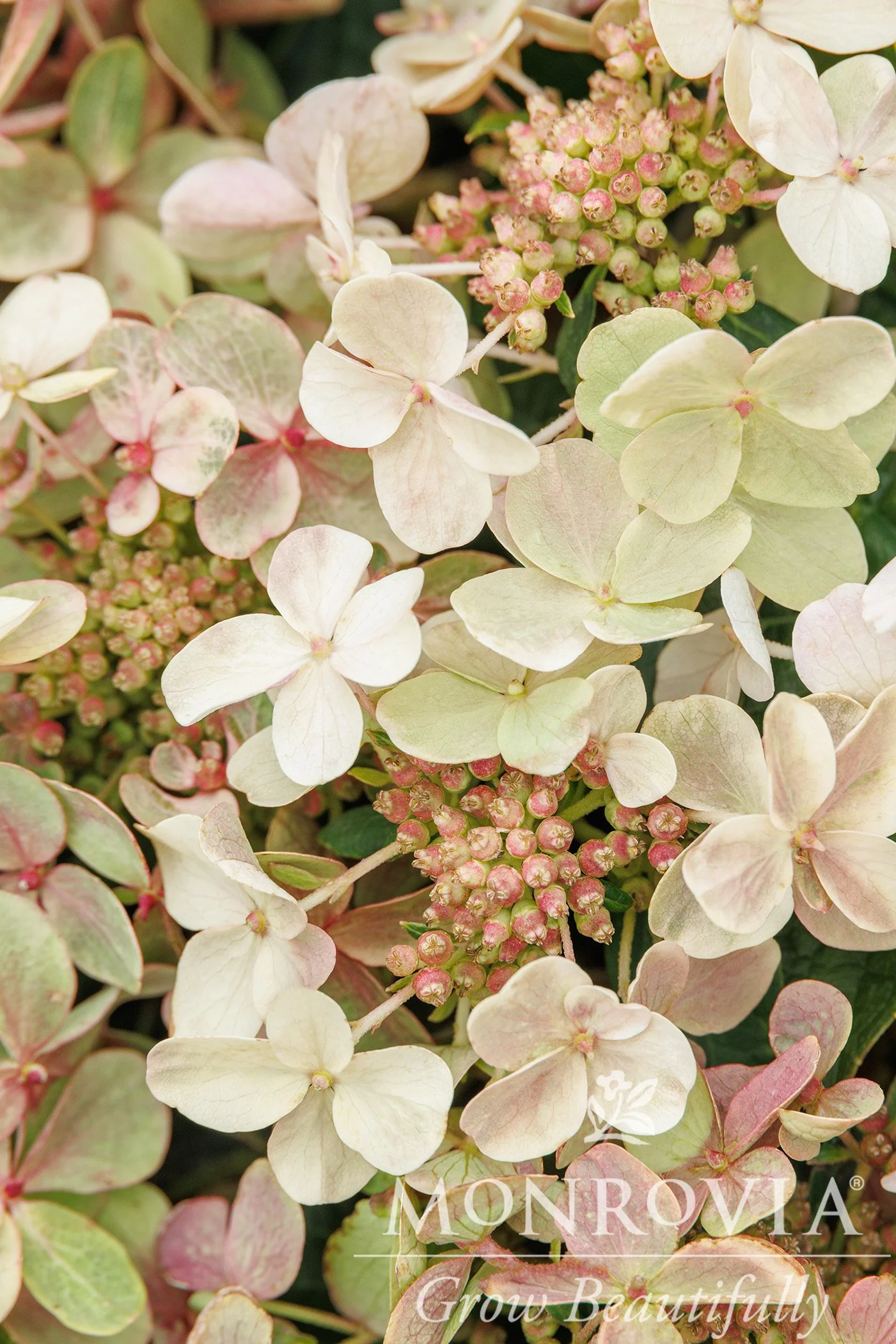 PeeGee Hydrangeas — Sunnyside Nursery