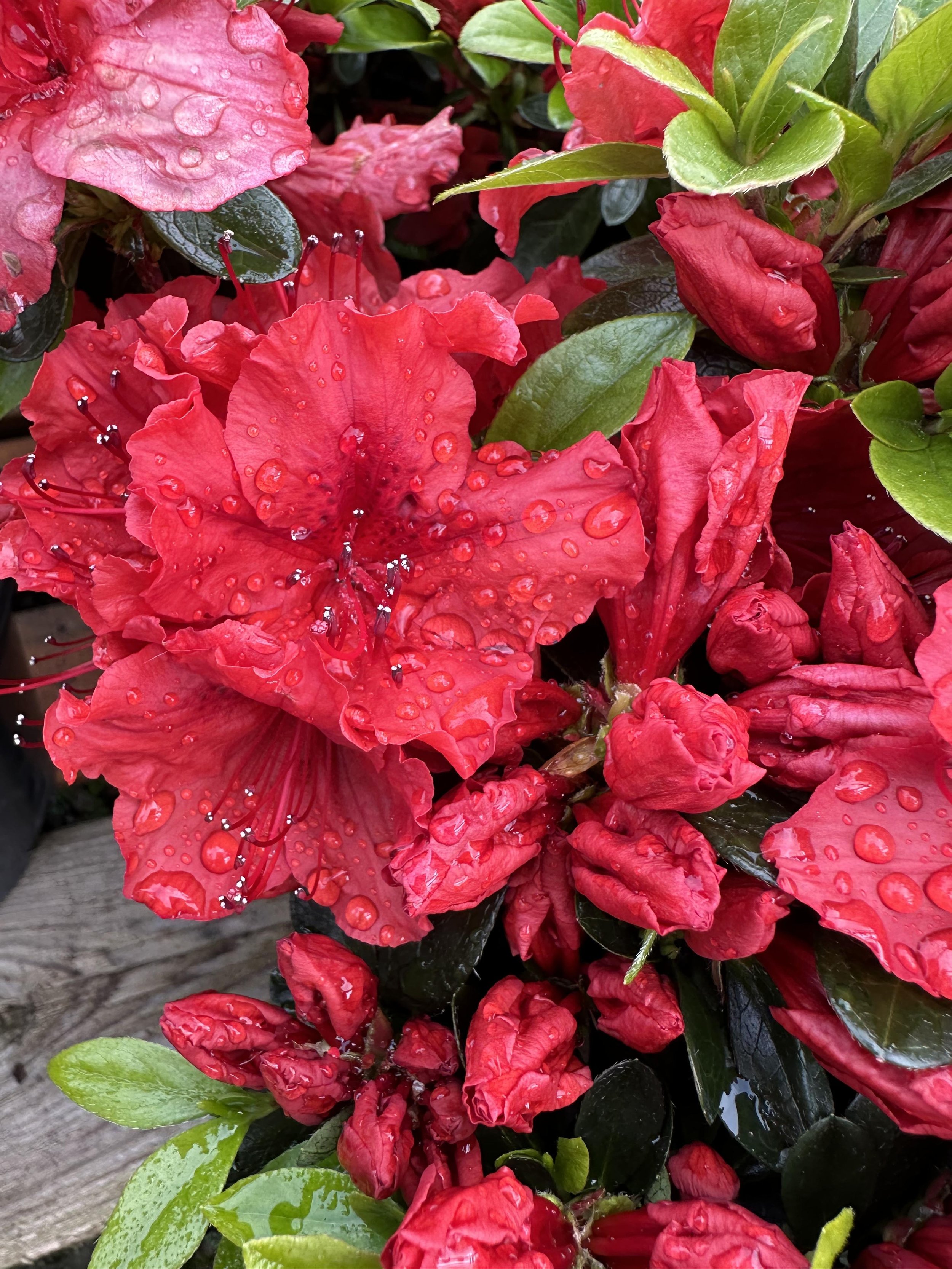 Evergreen Azaleas — Sunnyside Nursery