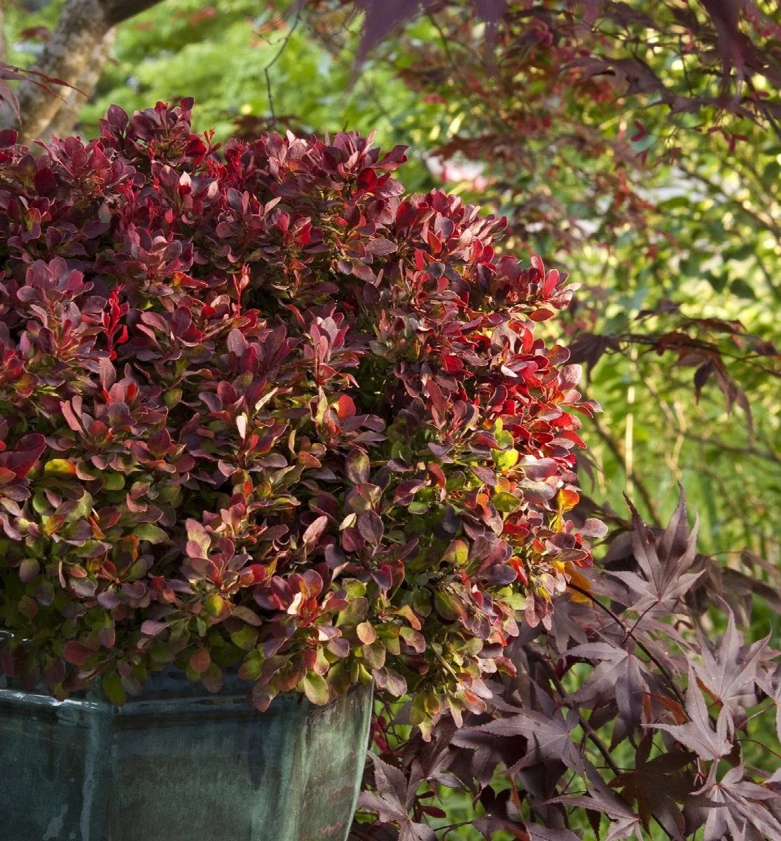 Beautiful Barberries — Sunnyside Nursery