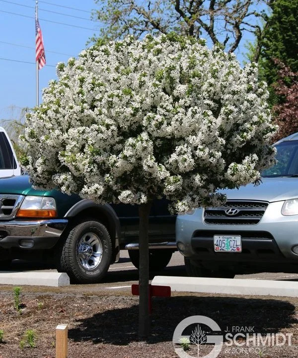 Flowering Crabapple Trees — Sunnyside Nursery