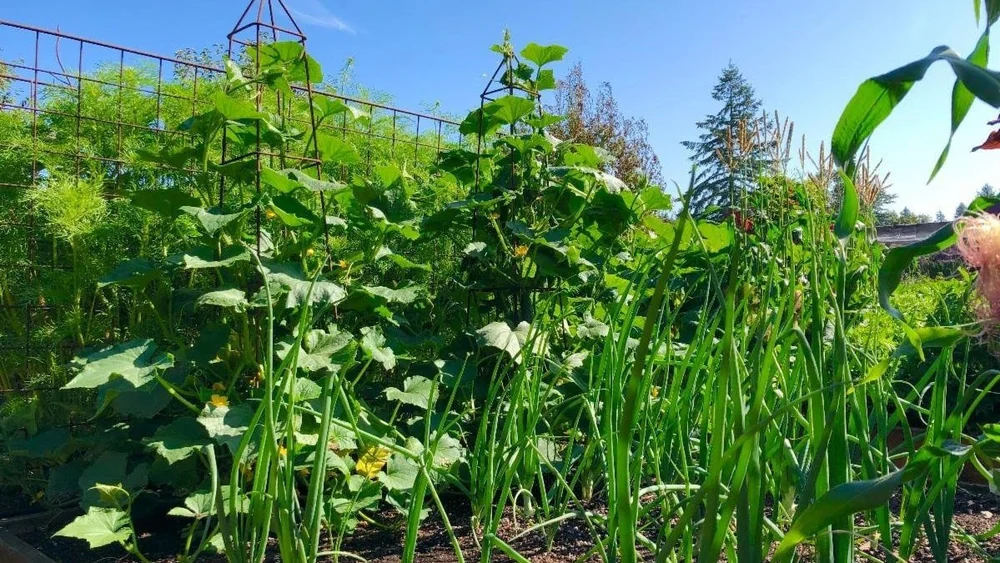 Regenerative Gardening: Saving The Planet One Garden At A Time ...