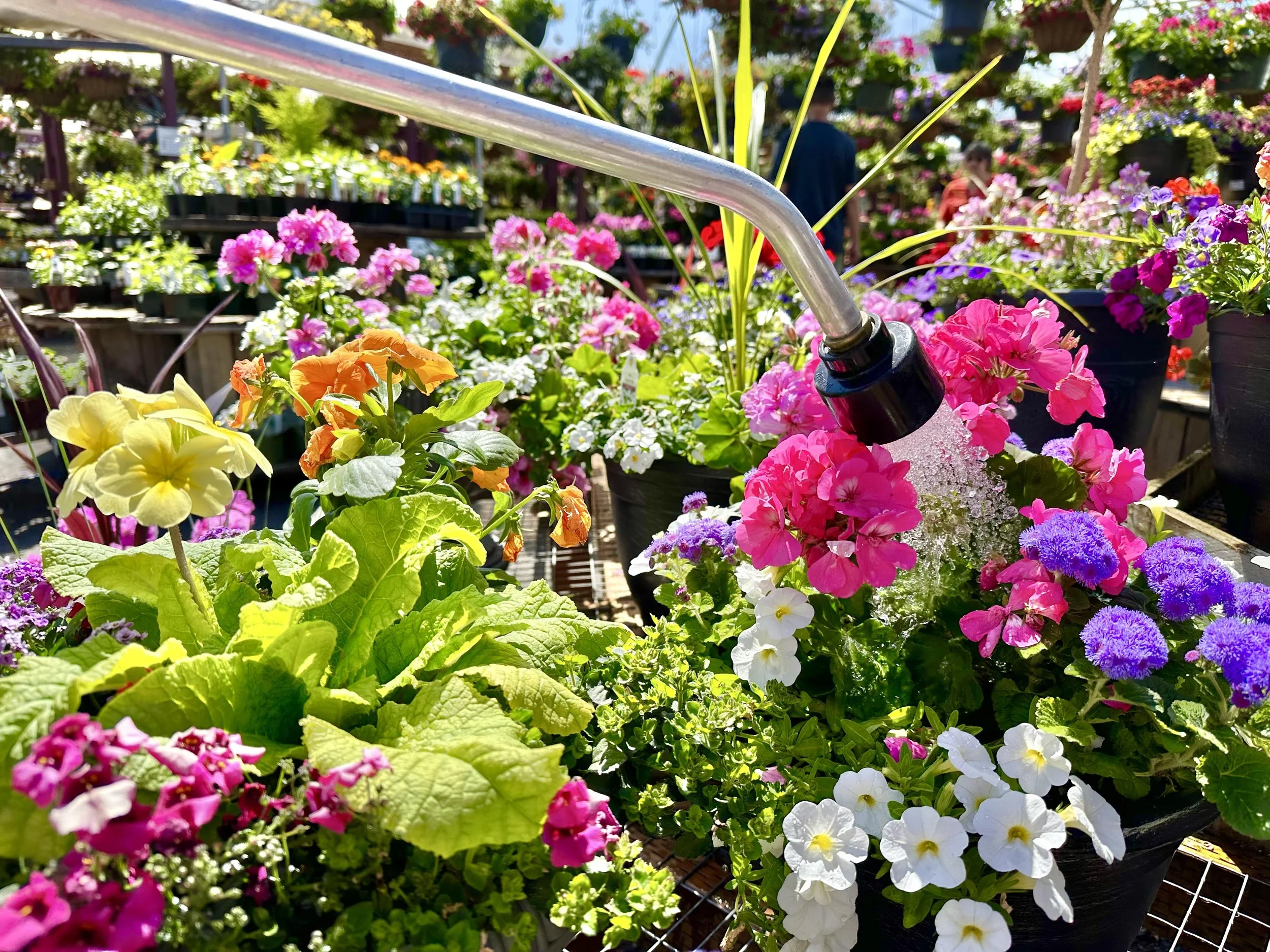 Here's How To Have The Best-Looking Containers — Sunnyside Nursery