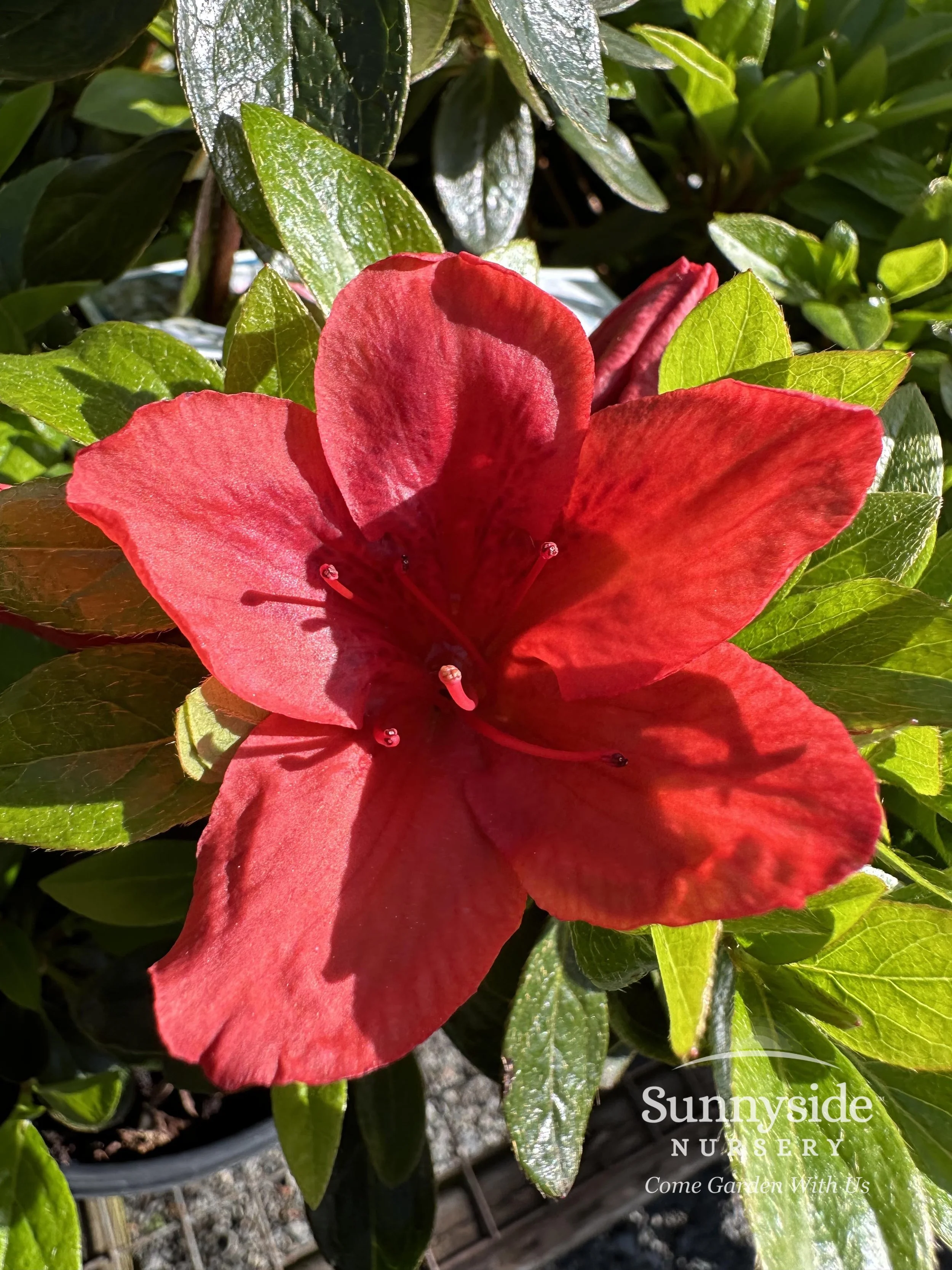 Salmon & Orange Evergreen Azaleas — Sunnyside Nursery