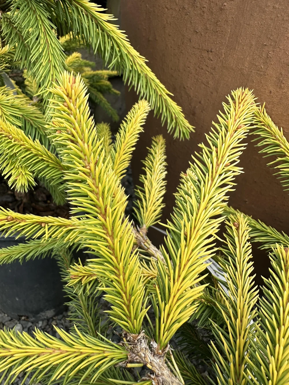 Picea — Sunnyside Nursery