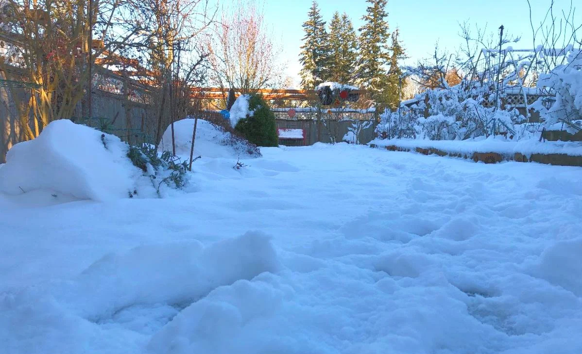 How cold is too cold? It depends… — Sunnyside Nursery