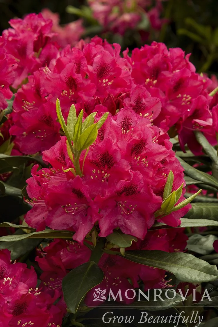 Red Rhododendrons — Sunnyside Nursery
