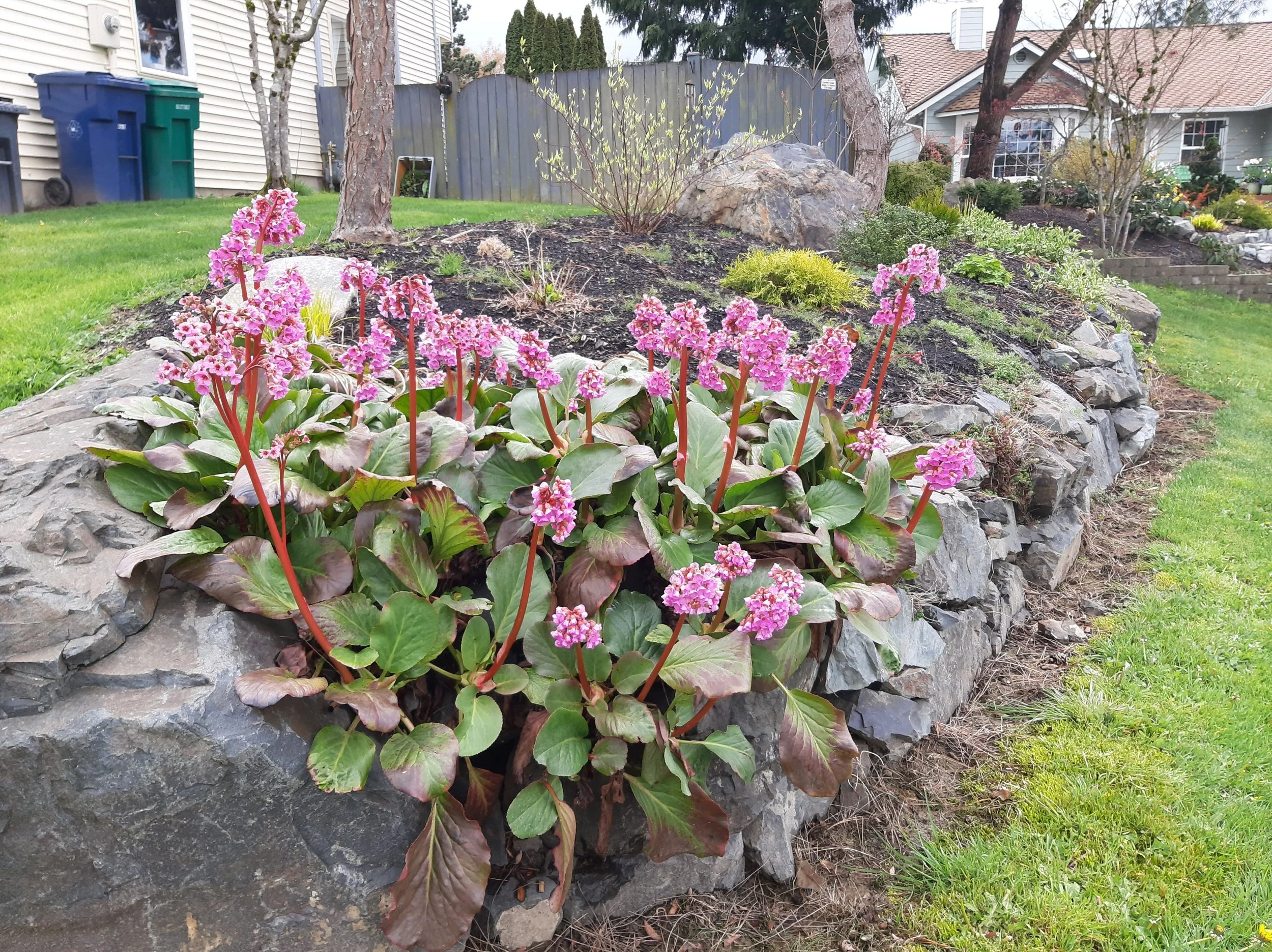 All Hail To The Lowly "Pigsqueak" — Sunnyside Nursery