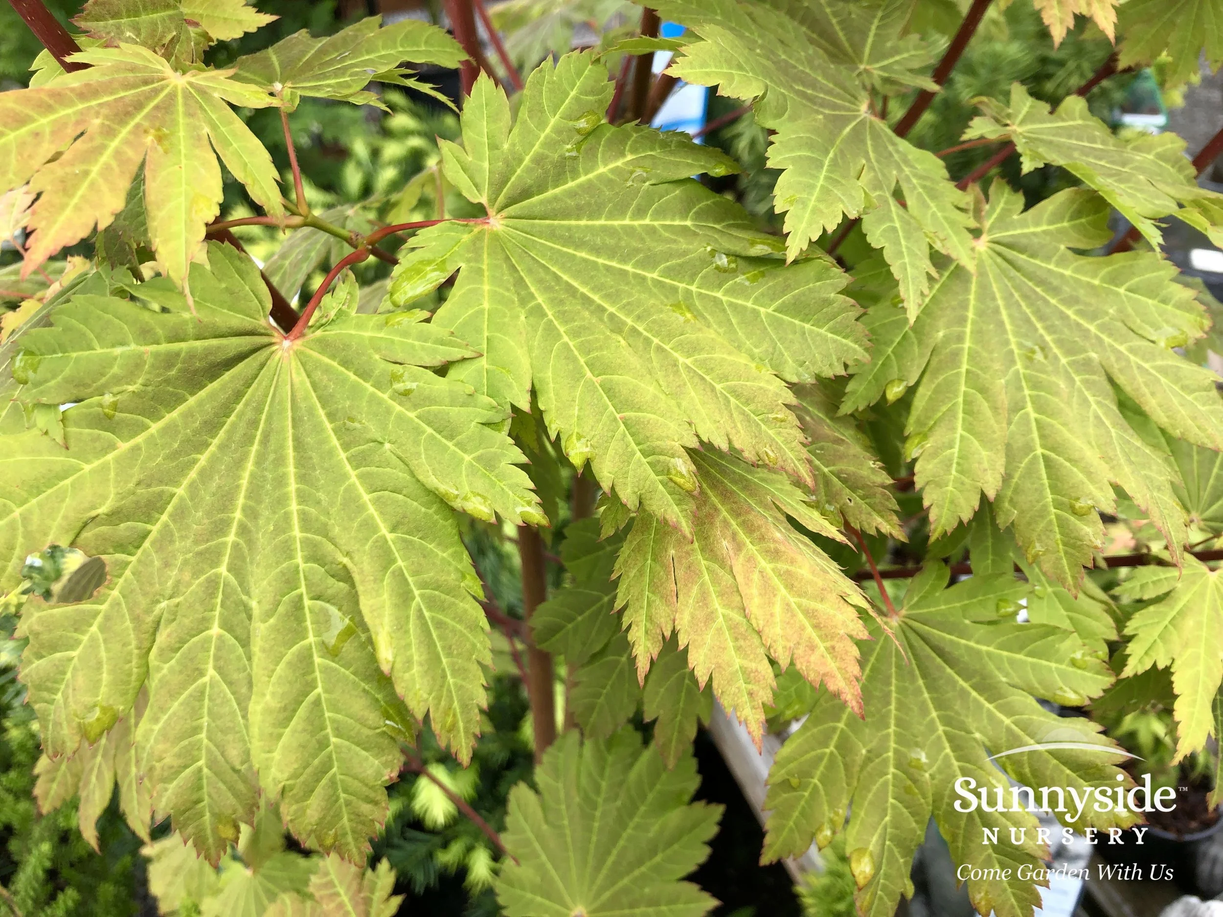 Specialty Japanese Maples — Sunnyside Nursery