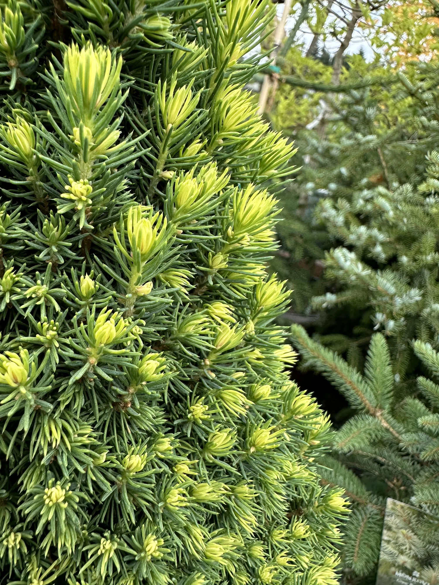 Picea — Sunnyside Nursery