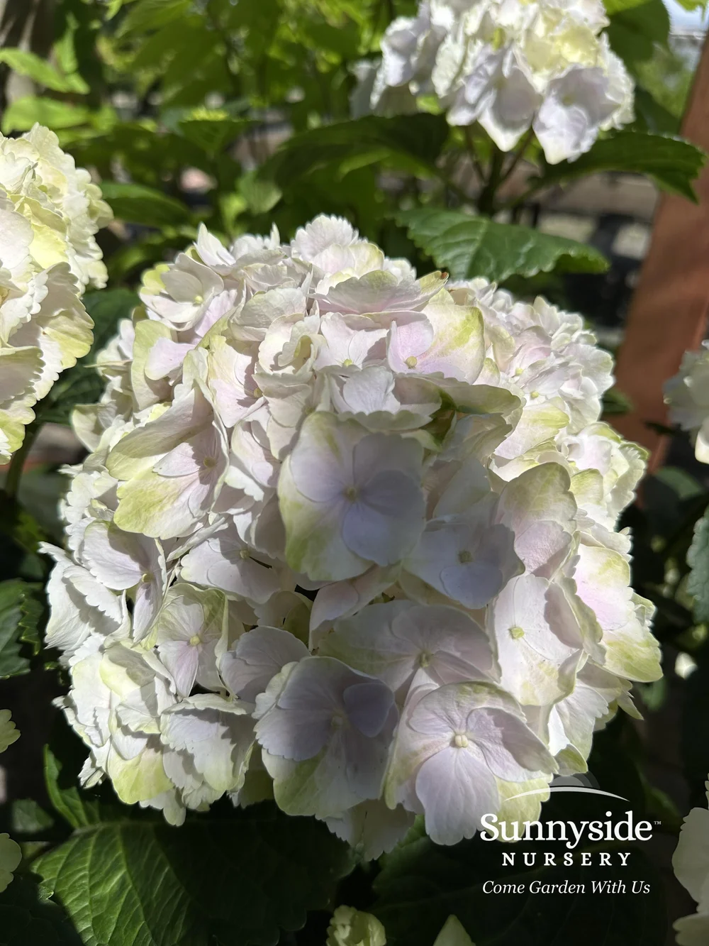 Seaside Serenade Hydrangeas — Sunnyside Nursery